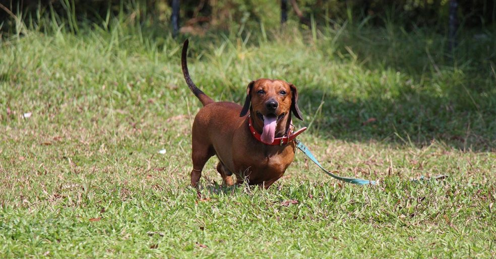 Dachshund Rescue - How to Adopt a Dog - Dachshund Joy