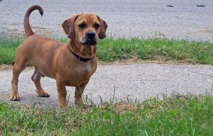 Dachshund Mix Breeds: Surprising Combos - Dachshund Joy